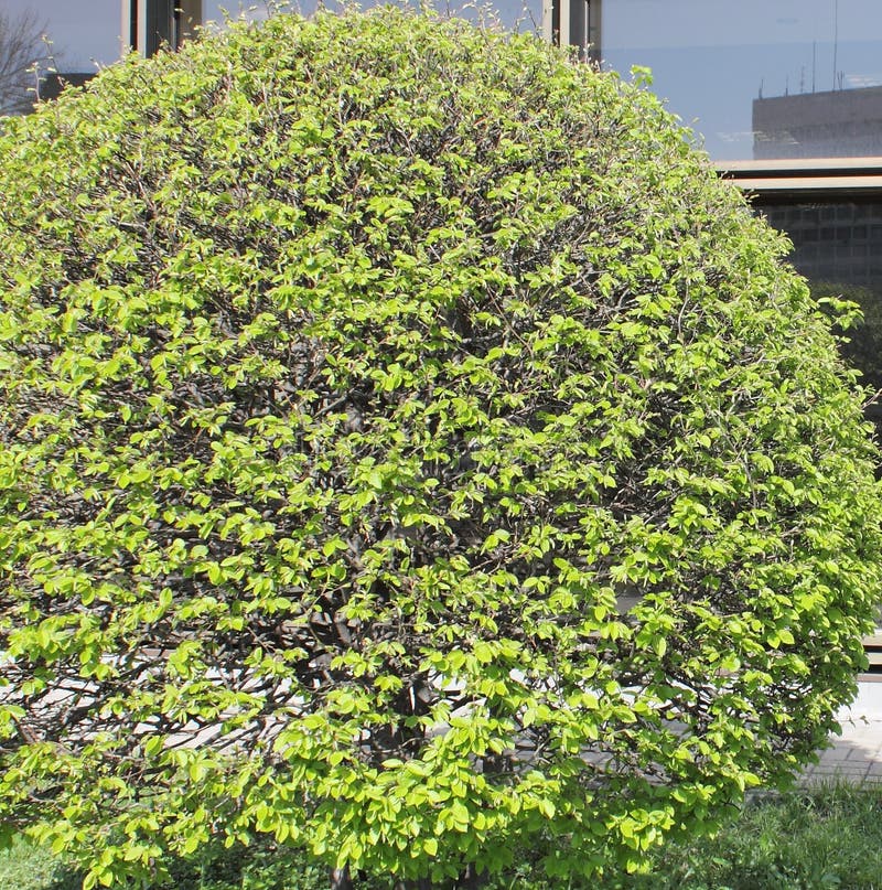 396 Rund Buske Foton - Gratis och royaltyfria stockfoton från Dreamstime