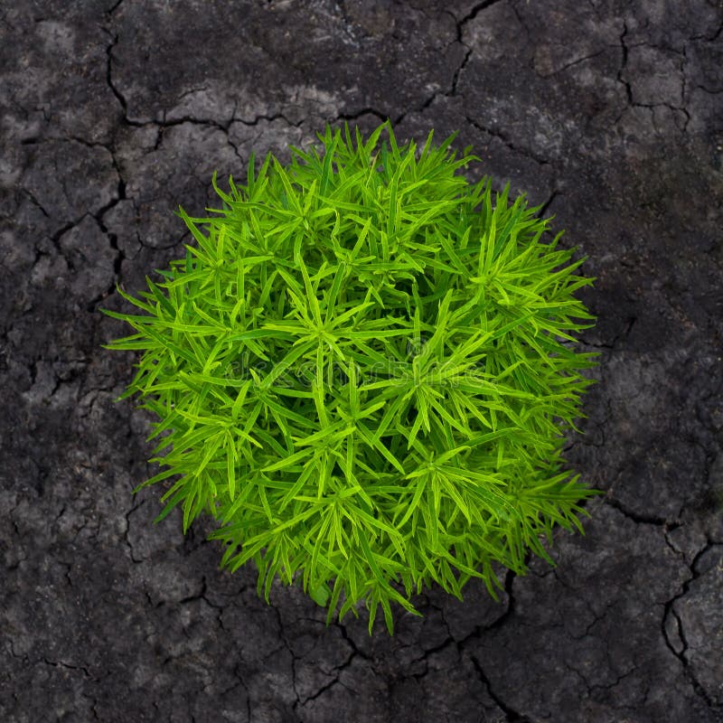 396 Rund Buske Foton - Gratis och royaltyfria stockfoton från Dreamstime