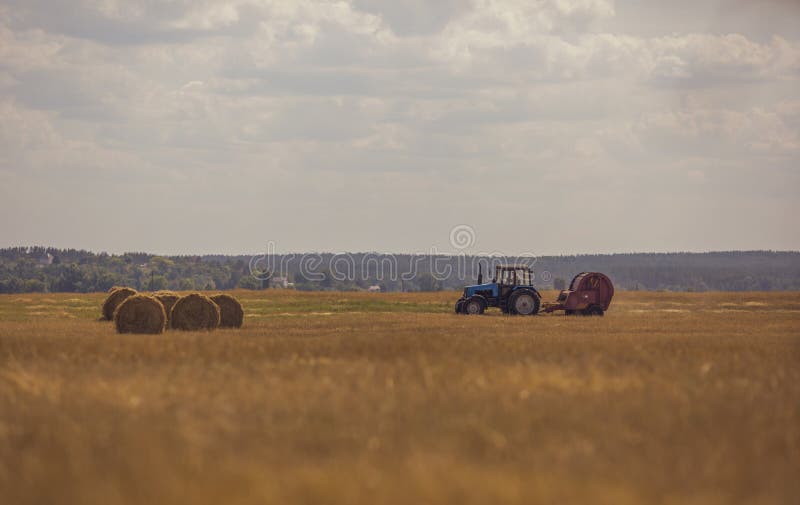 Garben Weizen Angehäuft In Den Stapeln Auf Dem Feld An Einem Sonnigen ...