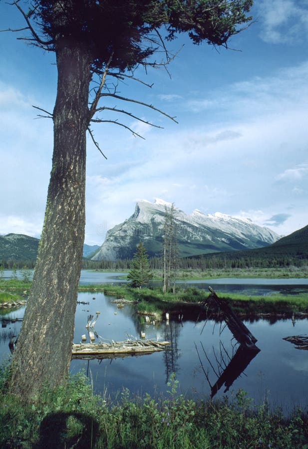 Rundle Mountain Banff Alberta Canada Stock Photo - Image of clean ...