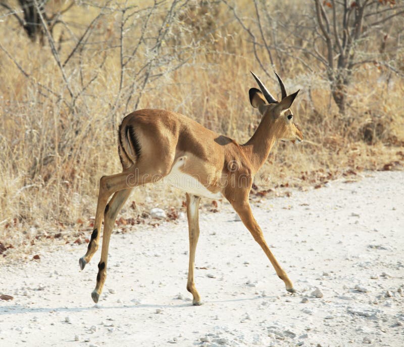 Runing antelope stock image. Image of antelope, travel - 54186073