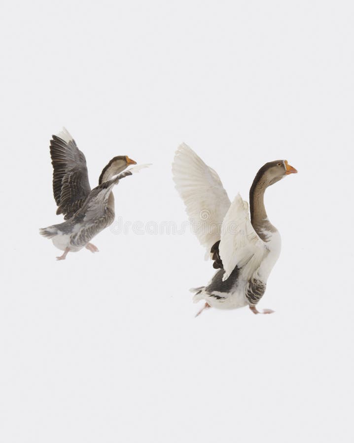 Runing geese stock photo. Image of livestock, snow, wing - 4347114