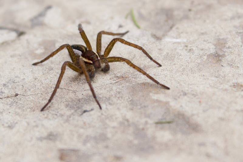 Runing spider stock photo. Image of animal, fauna, single - 25301986