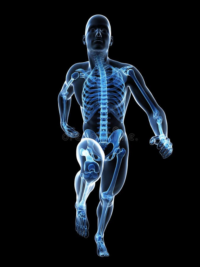 Runner anatomy stock illustration. Illustration of athlete - 30722876