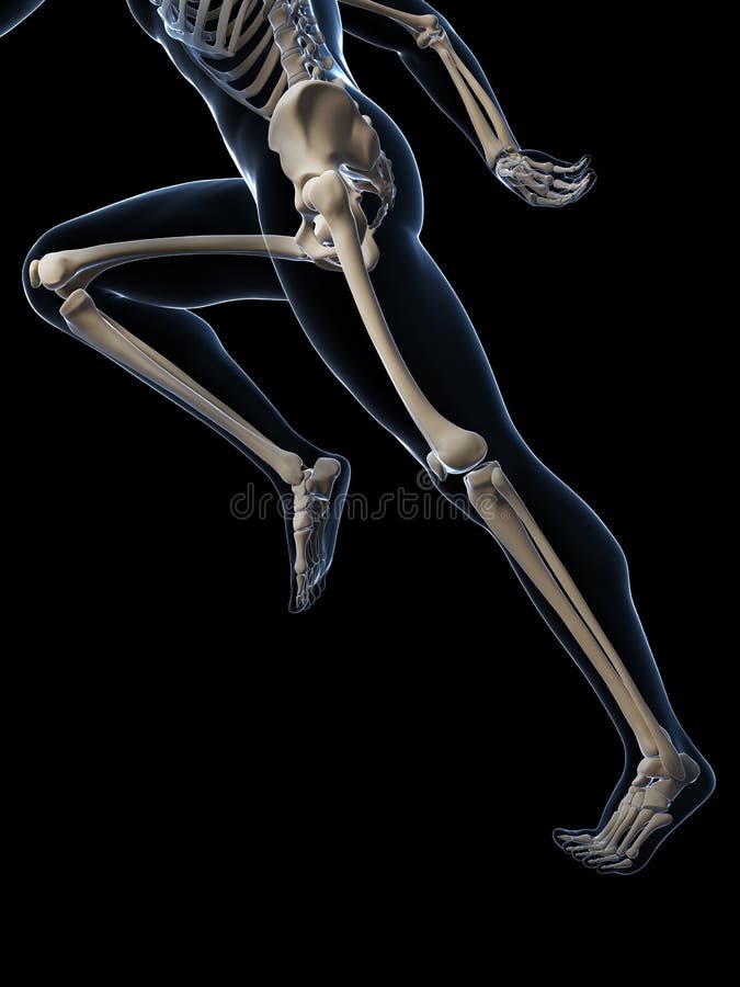 Runner anatomy stock illustration. Illustration of walking - 30722811