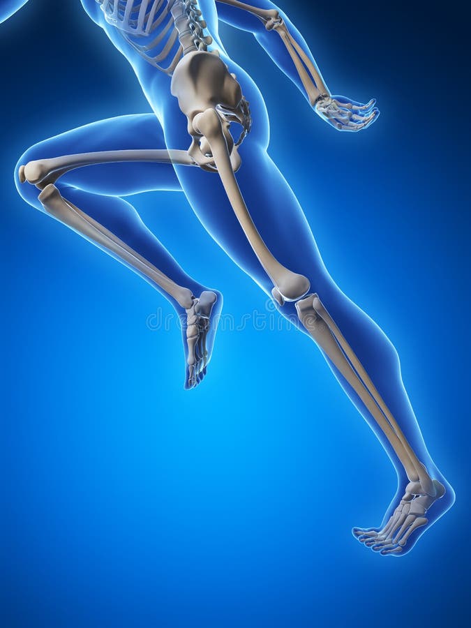 Runner anatomy stock illustration. Illustration of transparent - 30722813