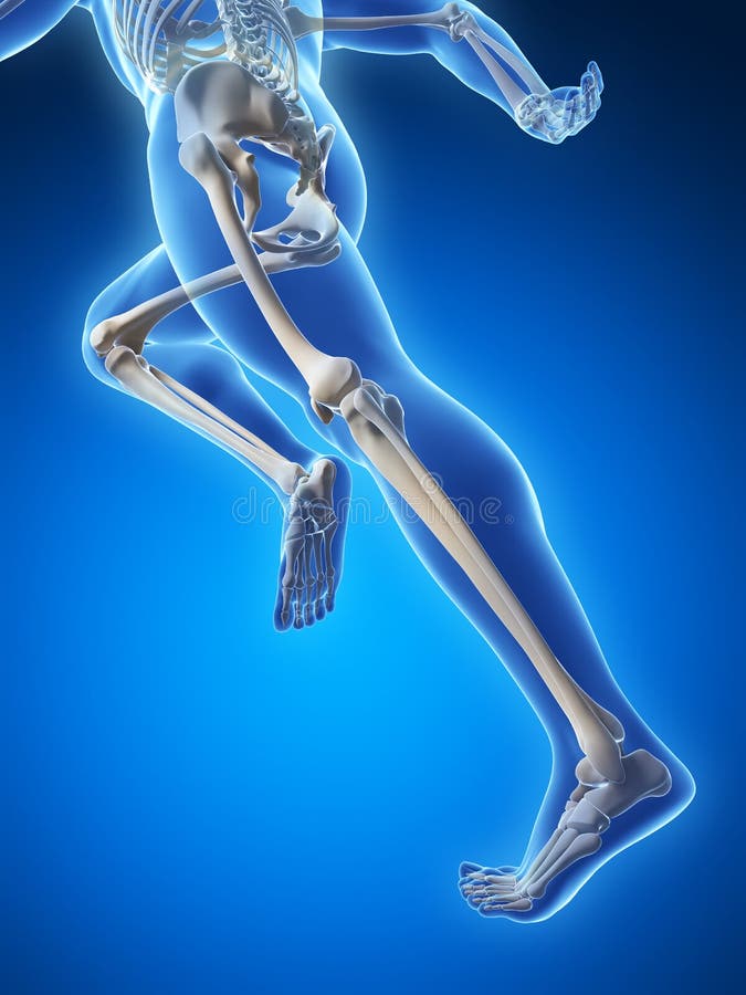 Runner anatomy stock illustration. Illustration of running - 30722815