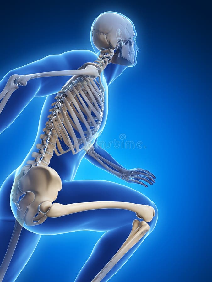 Female anatomy stock illustration. Illustration of digestive - 30725624