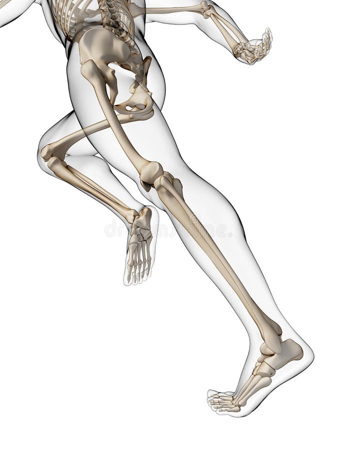 Runner anatomy stock illustration. Illustration of health - 30722808