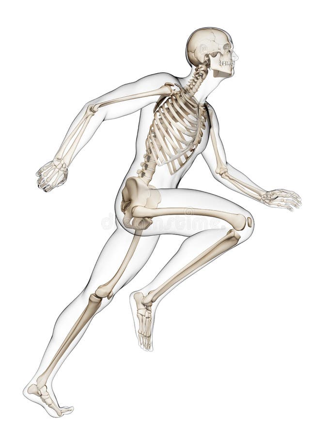 Runner anatomy stock illustration. Illustration of health - 30722808
