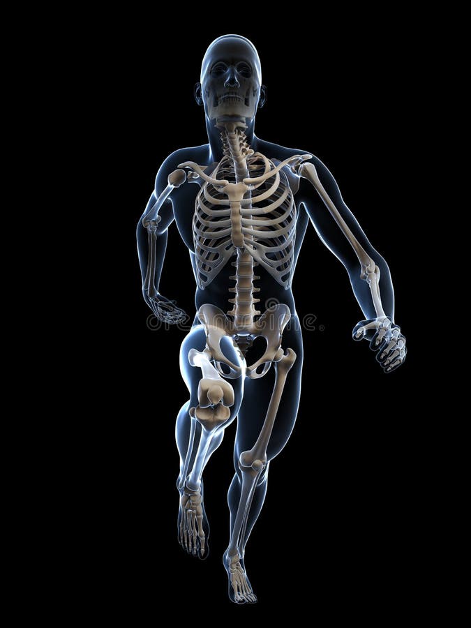 Female runner anatomy stock illustration. Illustration of medical ...