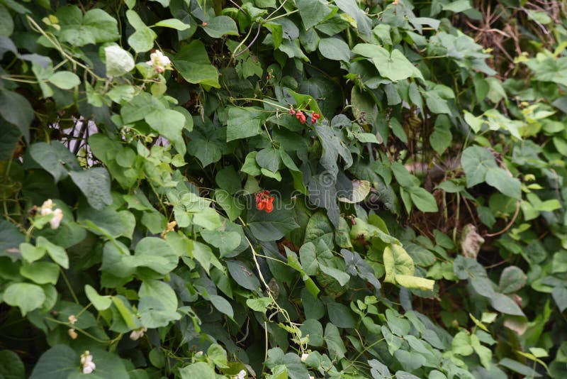 Runner bean cultivation. stock image. Image of edible - 230829411