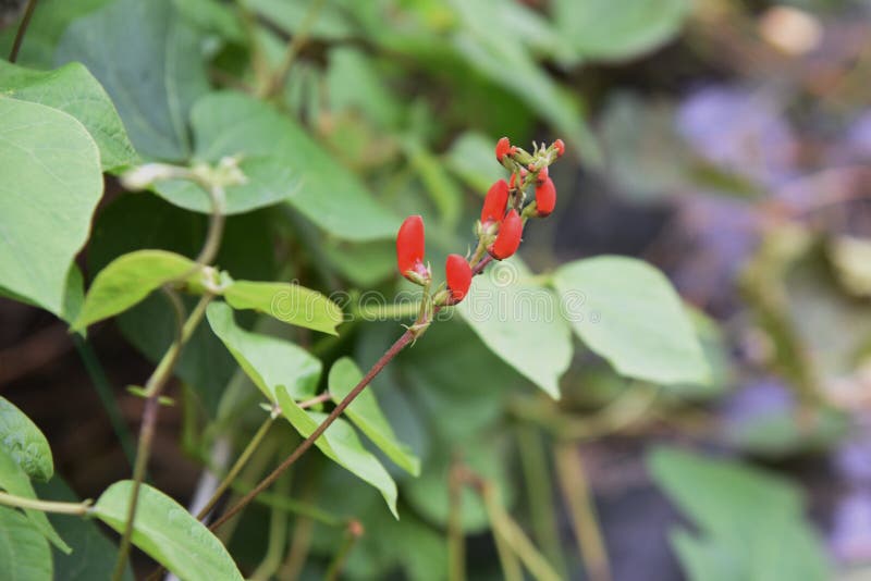 Runner bean cultivation. stock image. Image of bean - 230829357