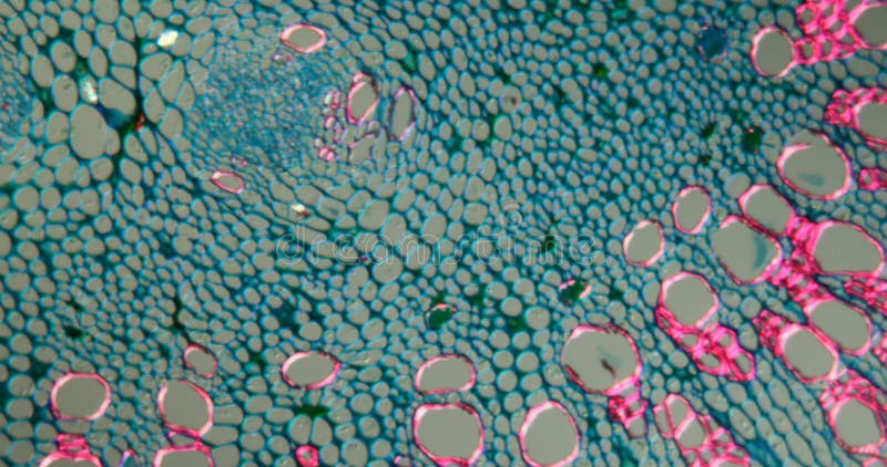 Runner Bean Petiole in Cross Section Stock Footage - Video of ...