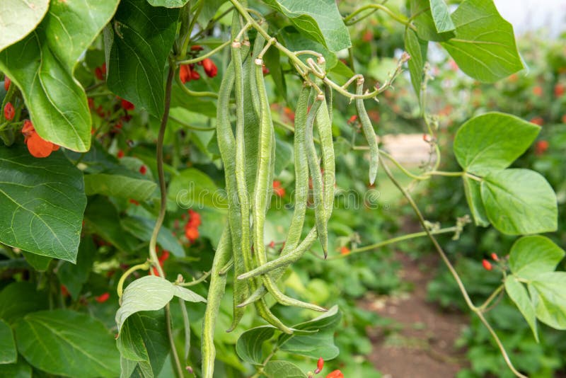 Runner Bean Phaseolus Coccineus Plant Stock Photo - Image of freshness ...