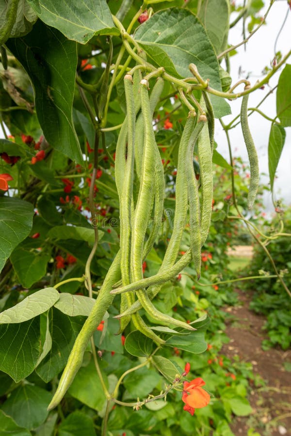 Runner Bean Phaseolus Coccineus Plant Stock Photo - Image of fresh ...