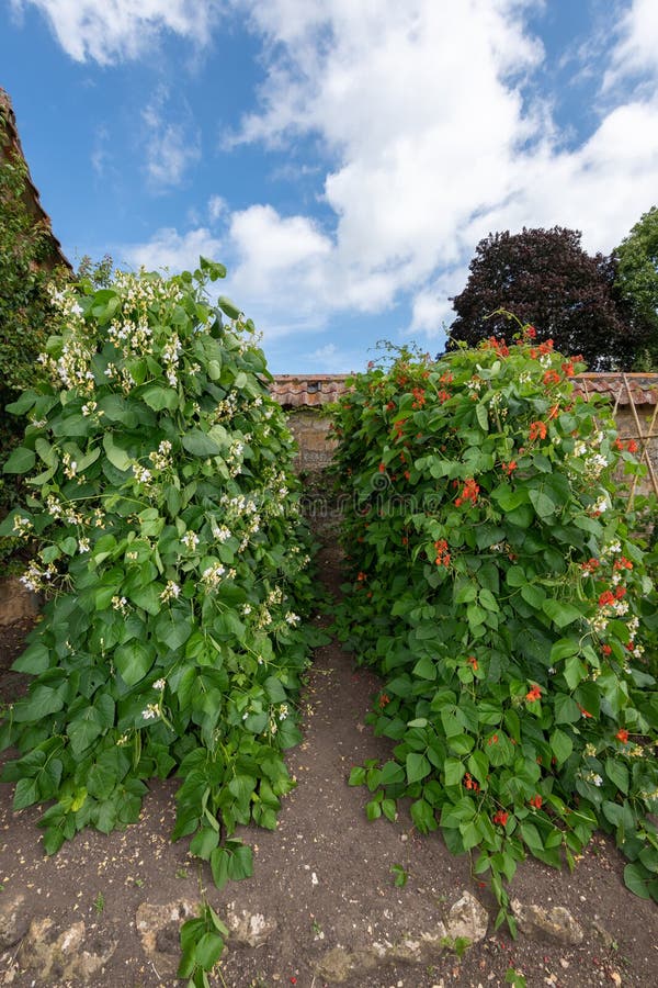 Rows of Runner Beans with Supporting Canes and Protective Ceiling ...