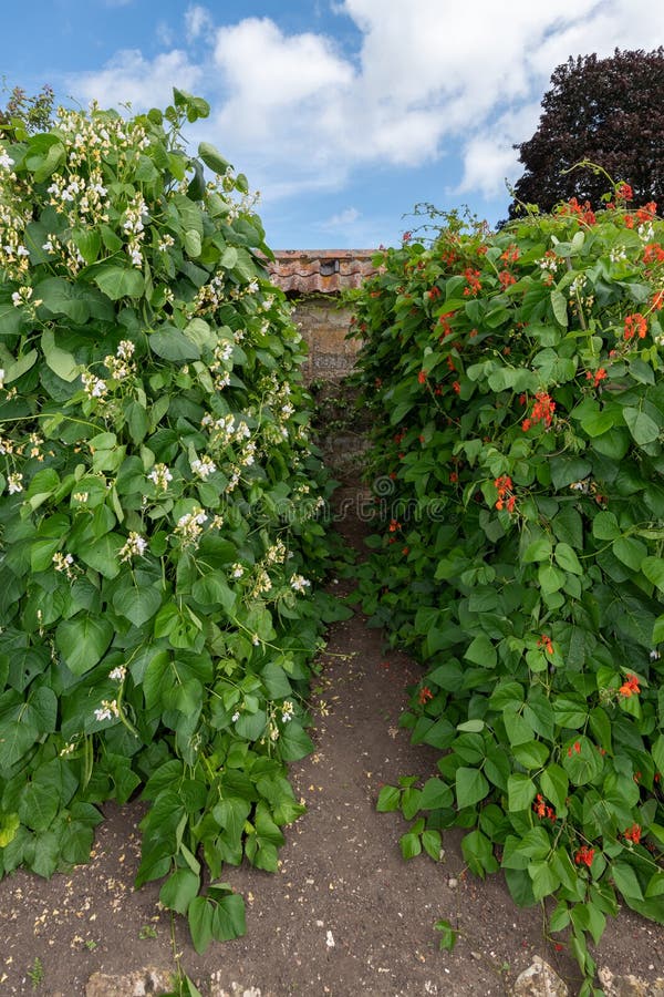 Runner Bean Phaseolus Coccineus Plants Stock Photo - Image of colour ...