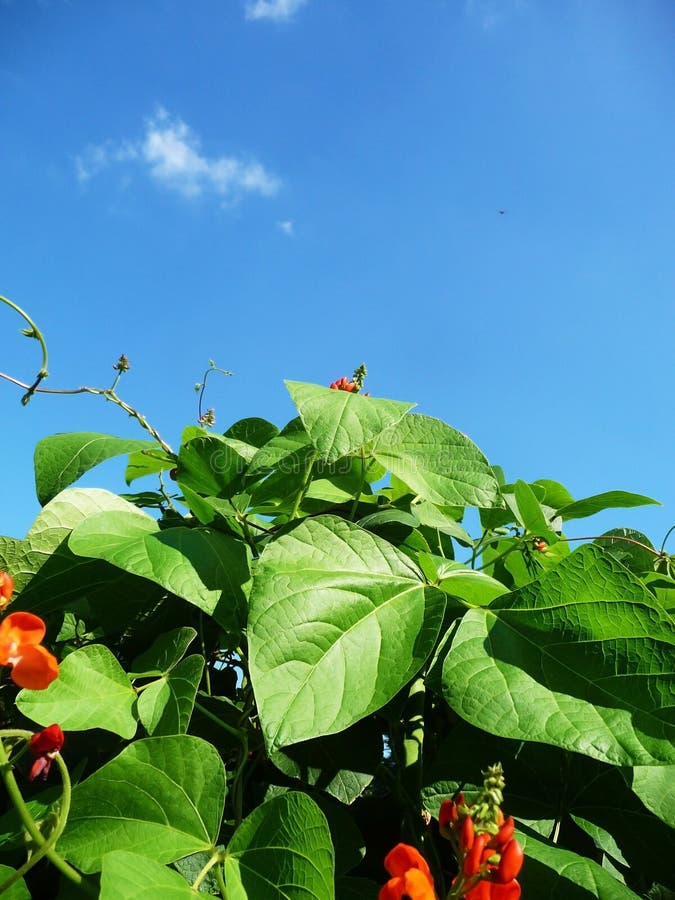 Runner Bean Plant stock photo. Image of natural, farming - 10952936