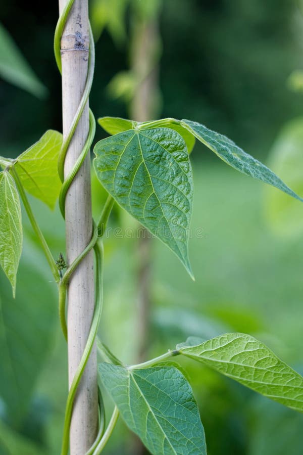 Runner Bean Plant Growing on Frame in Vegetable Garden Stock Image ...