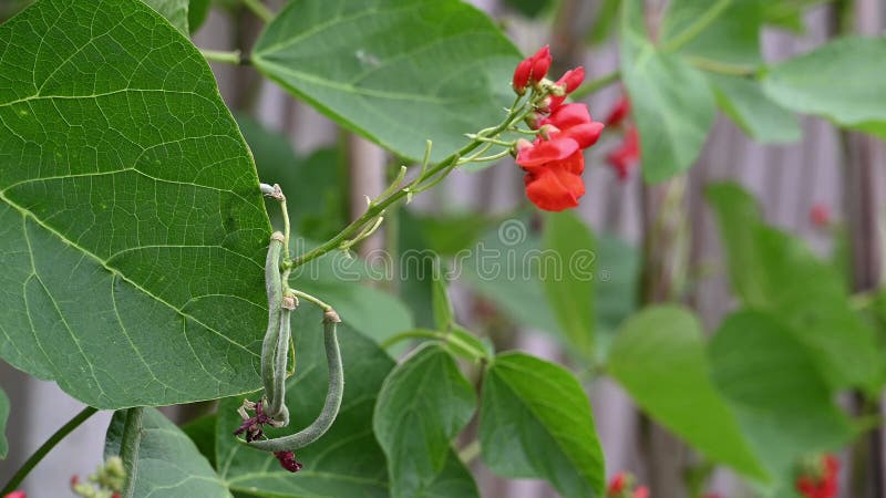 Runner Bean Plant with Flowers and Growing Pods Stock Video - Video of ...