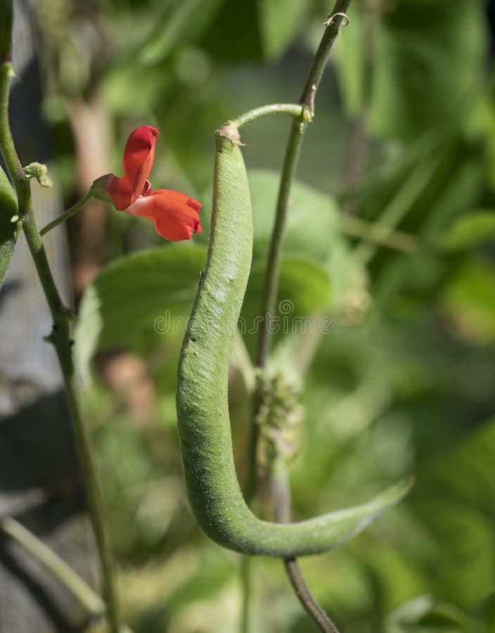 Runner Bean and Red Blossom Stock Image - Image of blossom, bean: 94860141