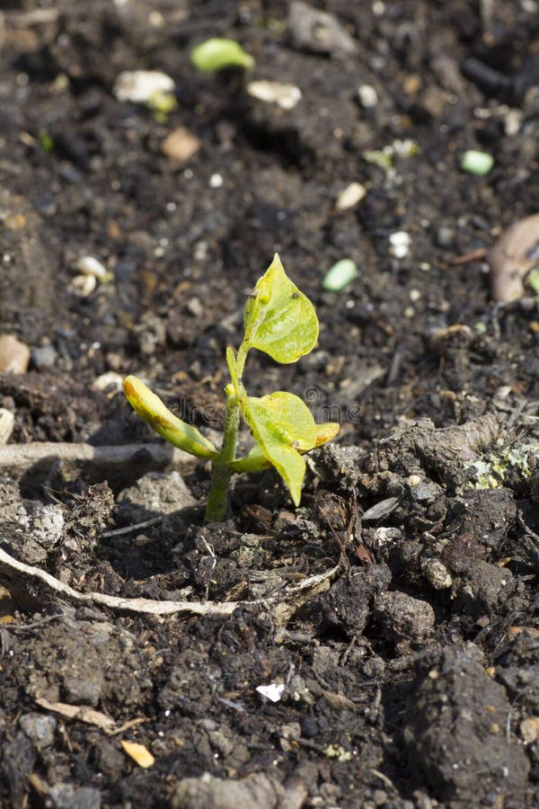Runner bean seedlings stock image. Image of spring, allotment - 51285103