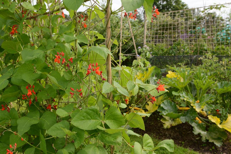 Runner Bean Vines Growing Courgette Plants Beyond Stock Image - Image ...