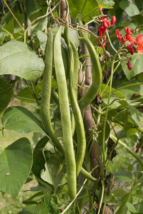 Runner beans plants stock photo. Image of bean, vegetable - 15822916