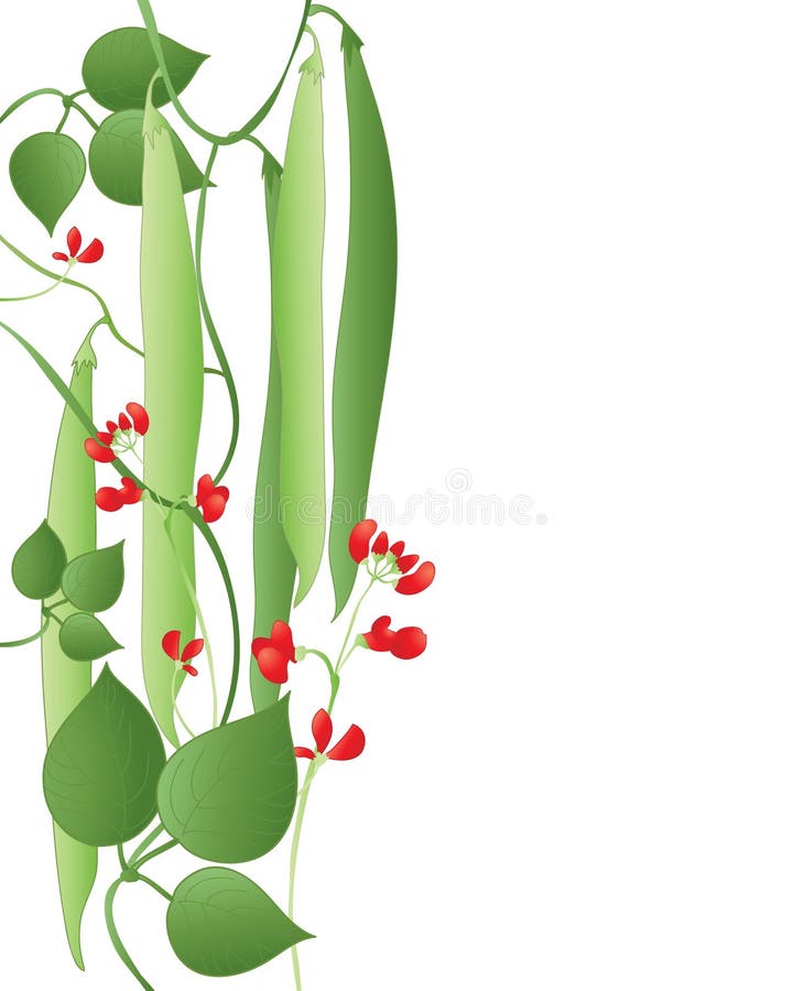 Runner beans stock vector. Illustration of produce, illustration - 17812677