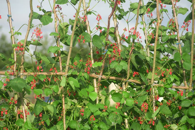 Runner beans in flower. stock image. Image of green, healthy - 15561759