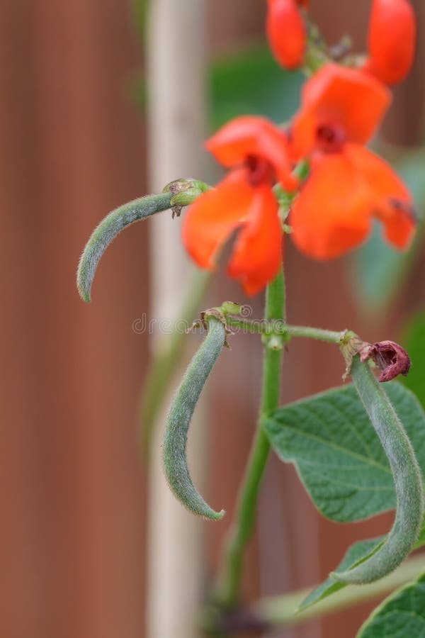 Runner Beans stock photo. Image of plant, flower, horticulture - 43295844