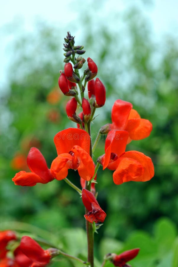 Runner beans flowers stock image. Image of vulgaris, annual - 38326285