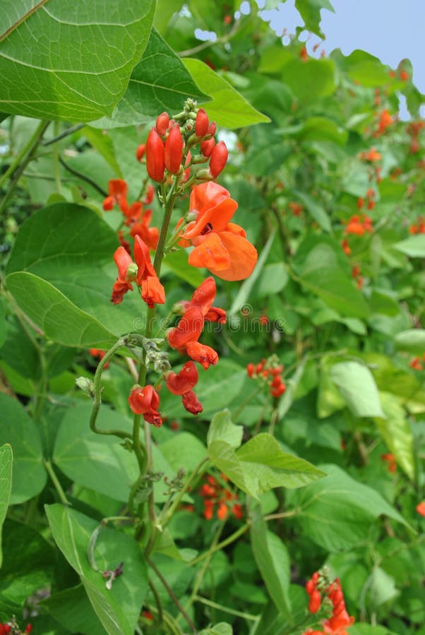 Bean Flower - Phaseolus Coccineus Stock Photo - Image of time ...
