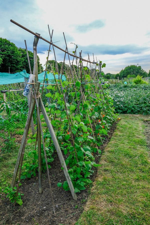 Runner Beans Growing Up Canes in the Allotment. Stock Image - Image of ...
