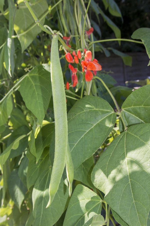 Vegetable Garden: Scarlet Runner Beans Fence Stock Image - Image of ...