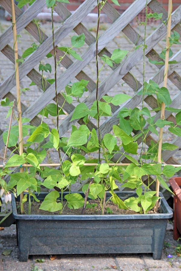 Runner Beans stock image. Image of businesses, vegetable - 32261173