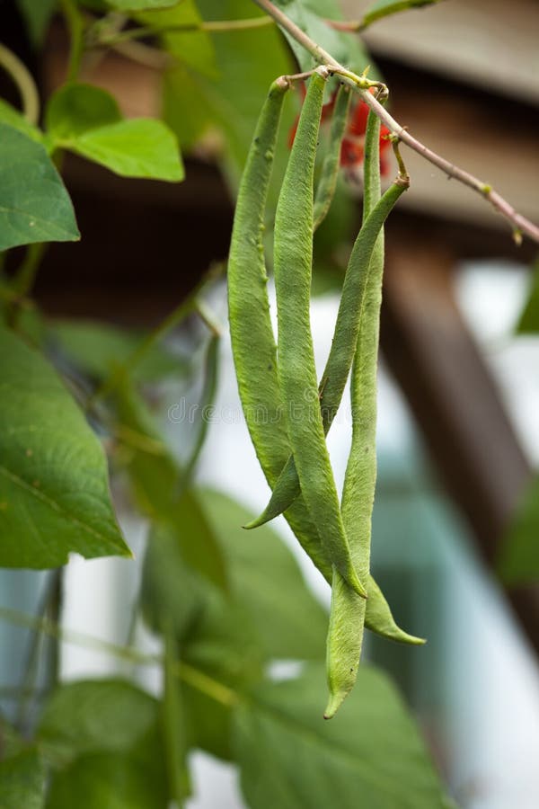 Runner Beans stock photo. Image of home, vine, green - 45356948