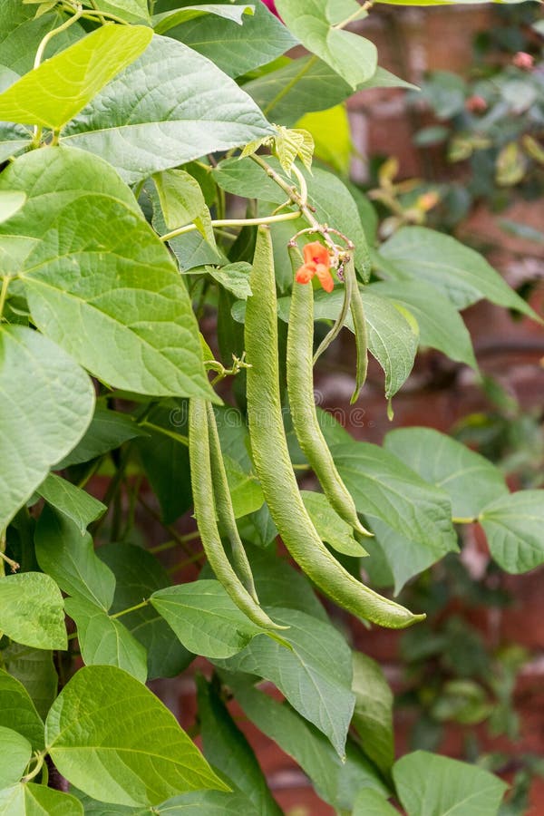 Runner beans on plant stock photo. Image of string, runner - 97821524