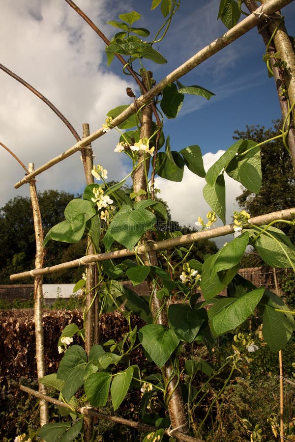Runner beans plants stock photo. Image of bean, vegetable - 15822916