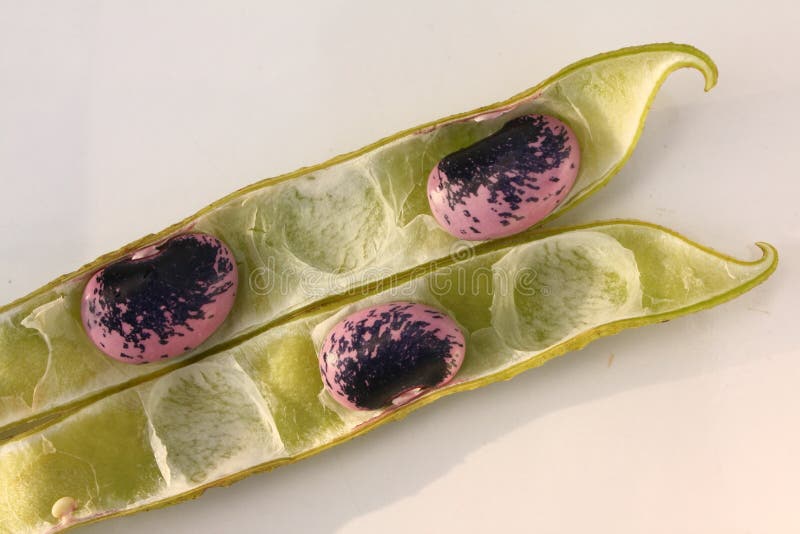 Runner Beans in the Pod stock image. Image of garden - 11805547
