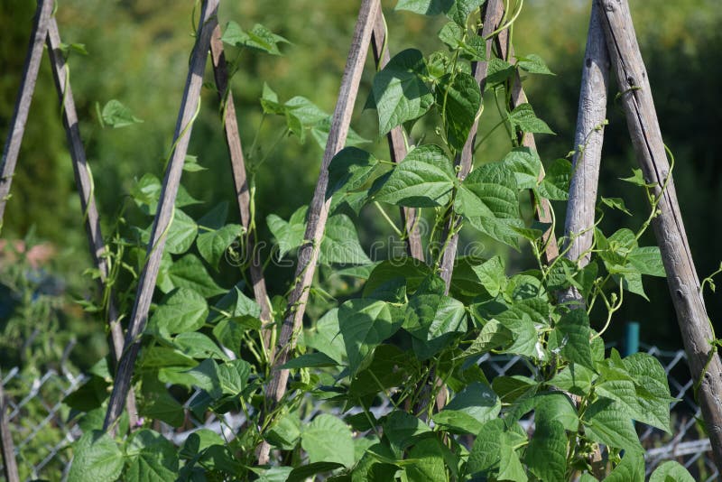 Runner beans stock photo. Image of wooden, plant, bean - 190663222