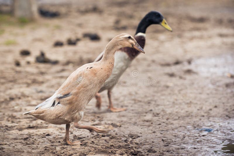 Runner duck couple stock photo. Image of animal, rain - 28733280