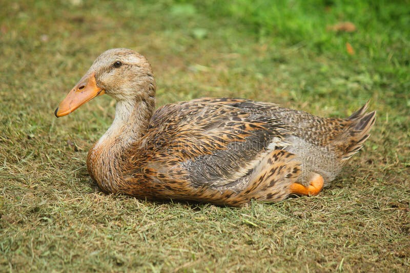 Runner Duck on the Grass of the Meadow in the Farm Stock Image - Image ...