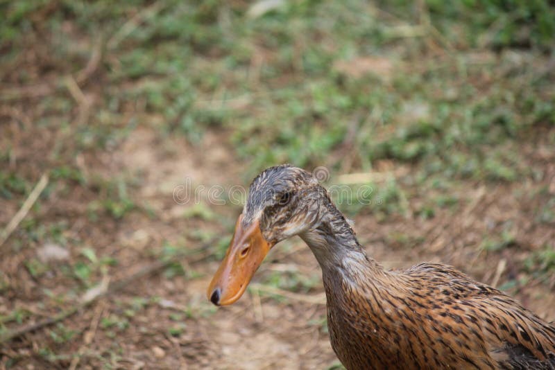 Runner Duck in the Meadow of the Farm Stock Image - Image of beak ...
