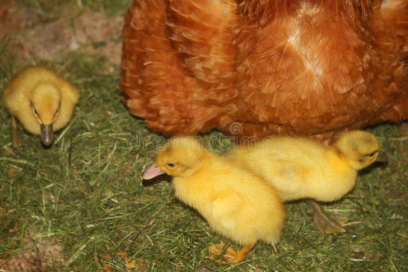 Runner Ducks Chicks Near the Hen Stock Photo - Image of birds, runner ...