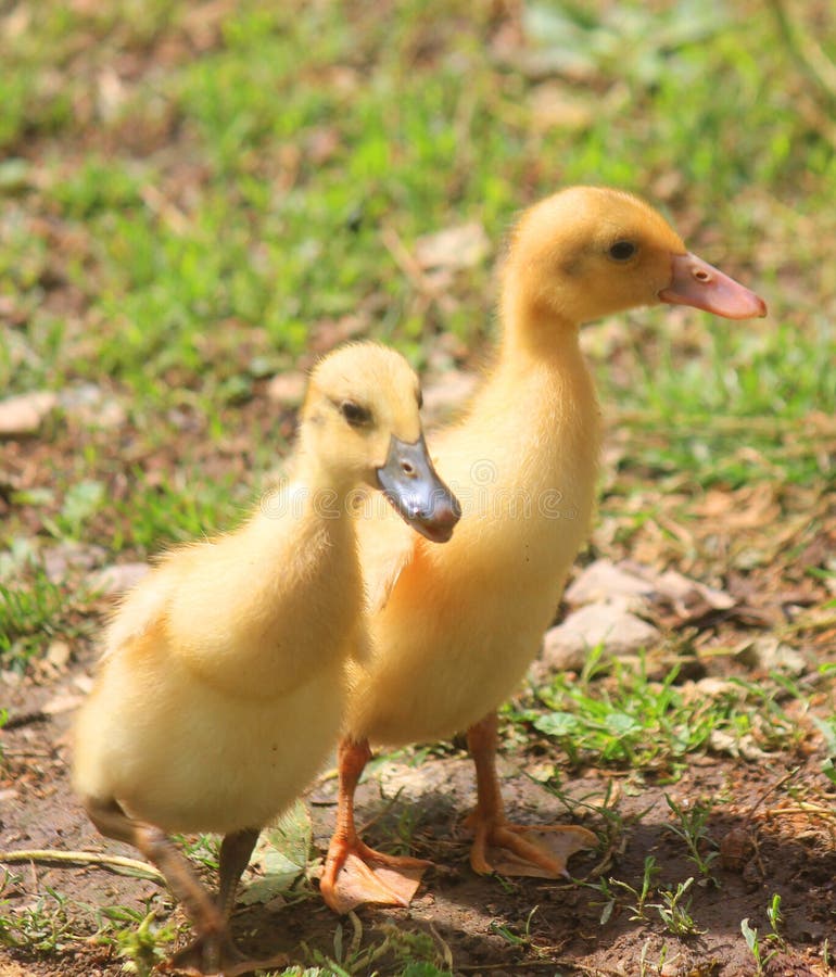 Runner ducks in the meadow stock image. Image of plumage - 148863985