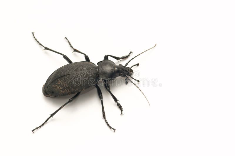 Runner Leatherback Coriaceus Carabus, a Predatory Beetle Stock Image ...