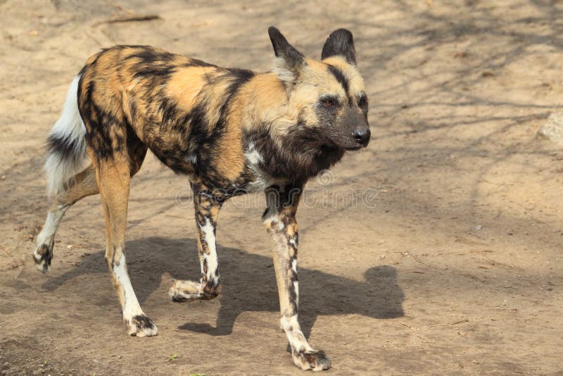 African Wild Dog portrait stock image. Image of pack - 28423687