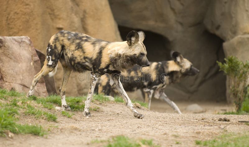 Running African wild dogs stock image. Image of running - 5115607